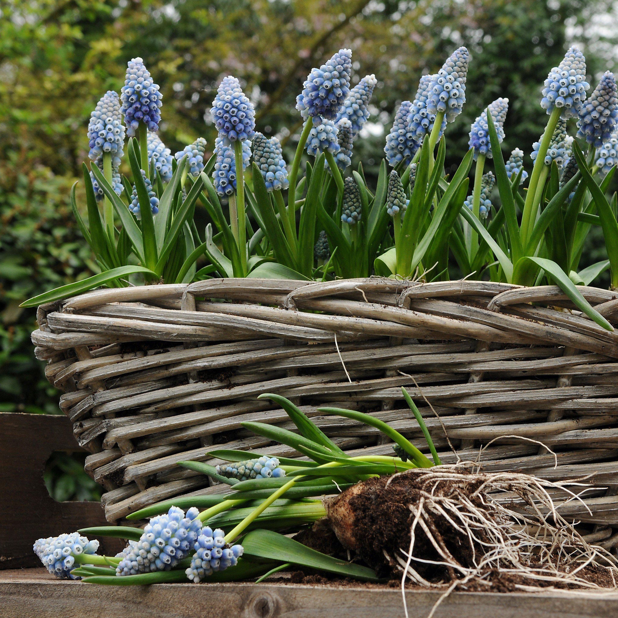 Ice Blue & White Grape Hyacinth Bulbs for Sale | Ocean Magic – Easy To ...