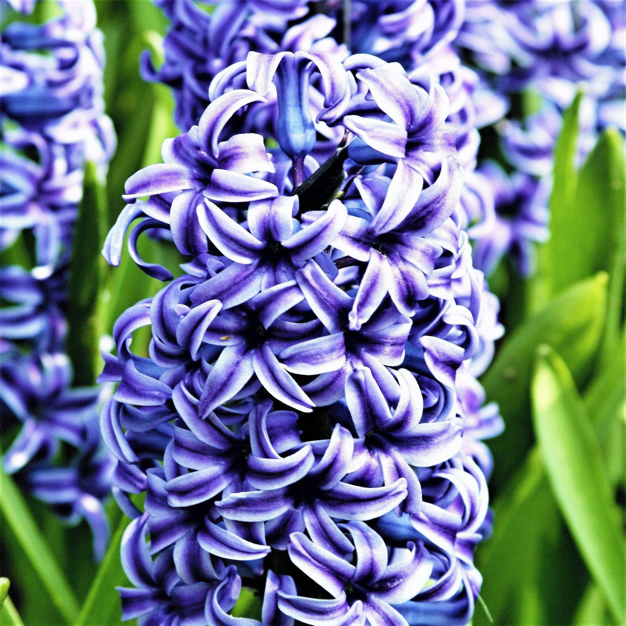 Beautiful Blue Hyacinth Bulbs For Sale Online | Blue Jacket – Easy To ...