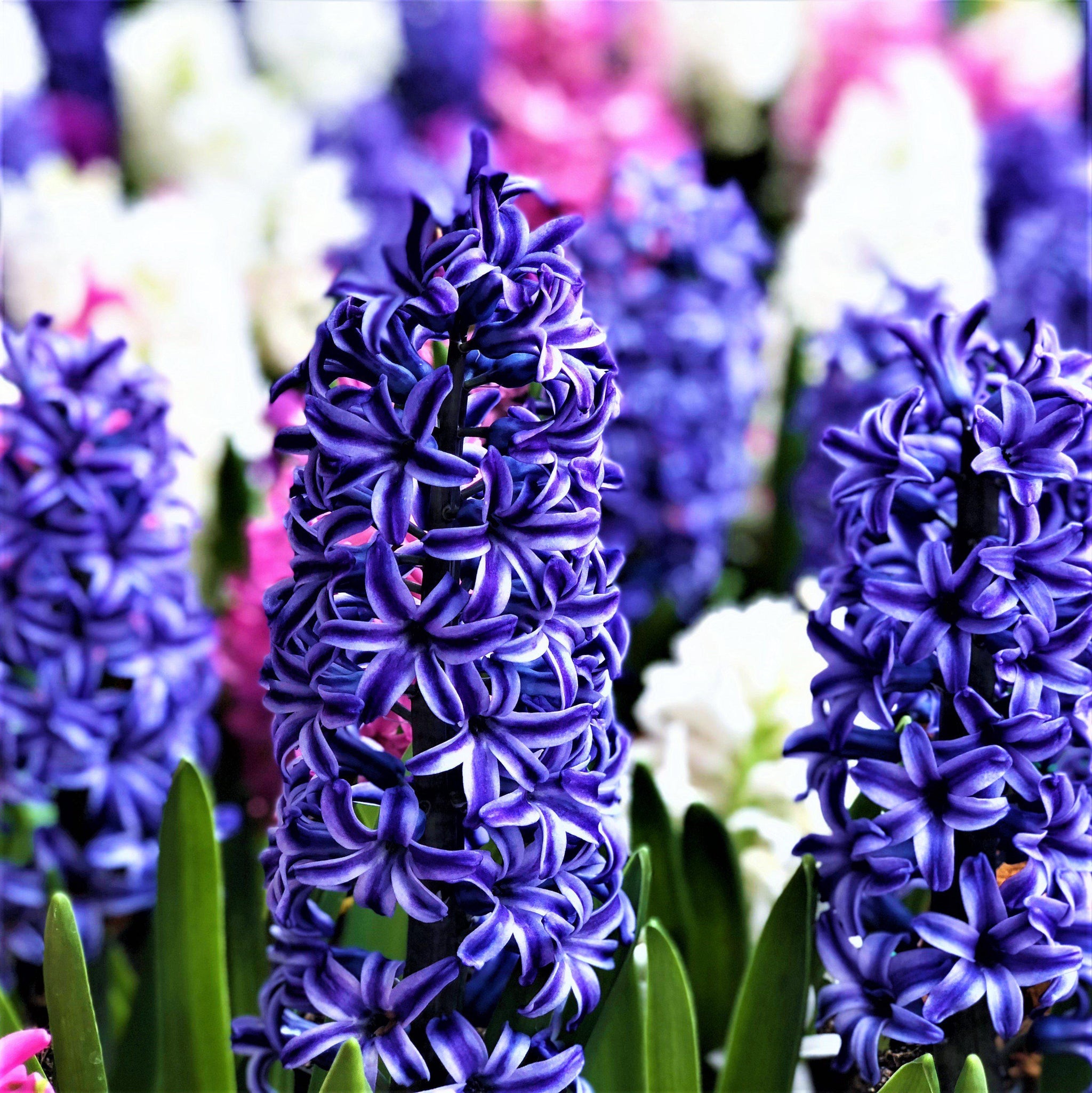 Beautiful Blue Hyacinth Bulbs For Sale Online | Blue Jacket – Easy To ...