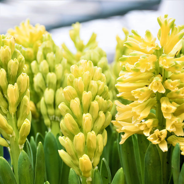 Ivory & Yellow Hyacinth Bulbs For Sale Online | City of Harlem – Easy ...