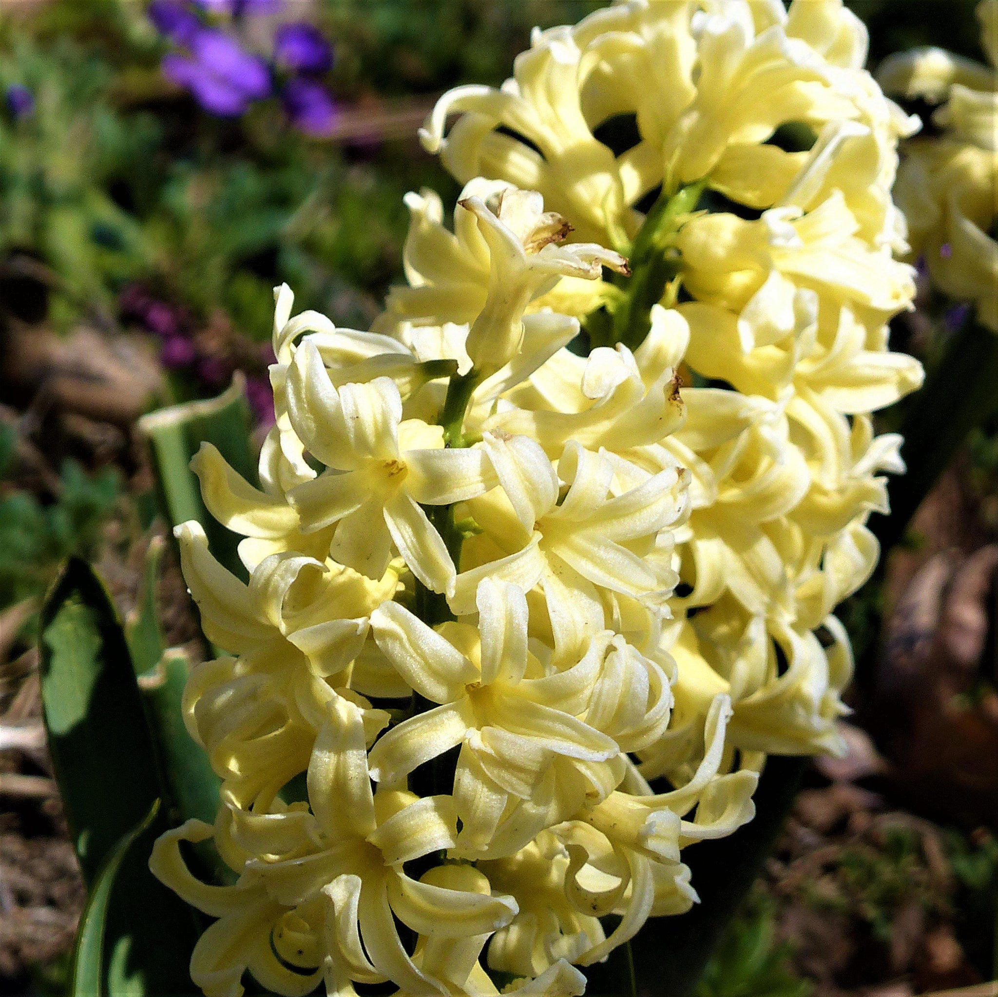 Ivory & Yellow Hyacinth Bulbs For Sale Online | City of Harlem – Easy ...