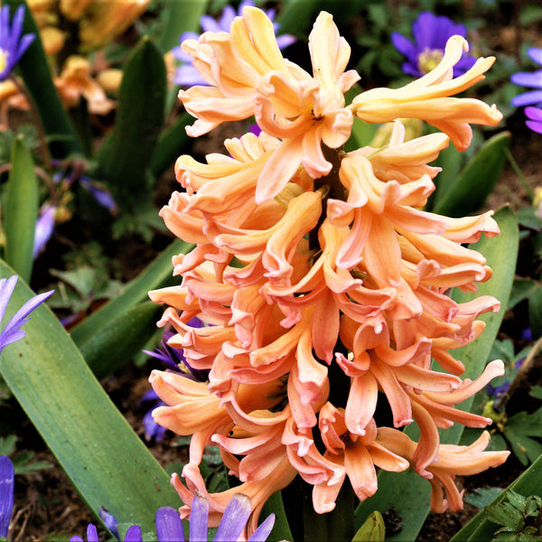 Salmon-Pink Hyacinth Bulbs For Sale Online | Gypsy Queen – Easy To Grow ...