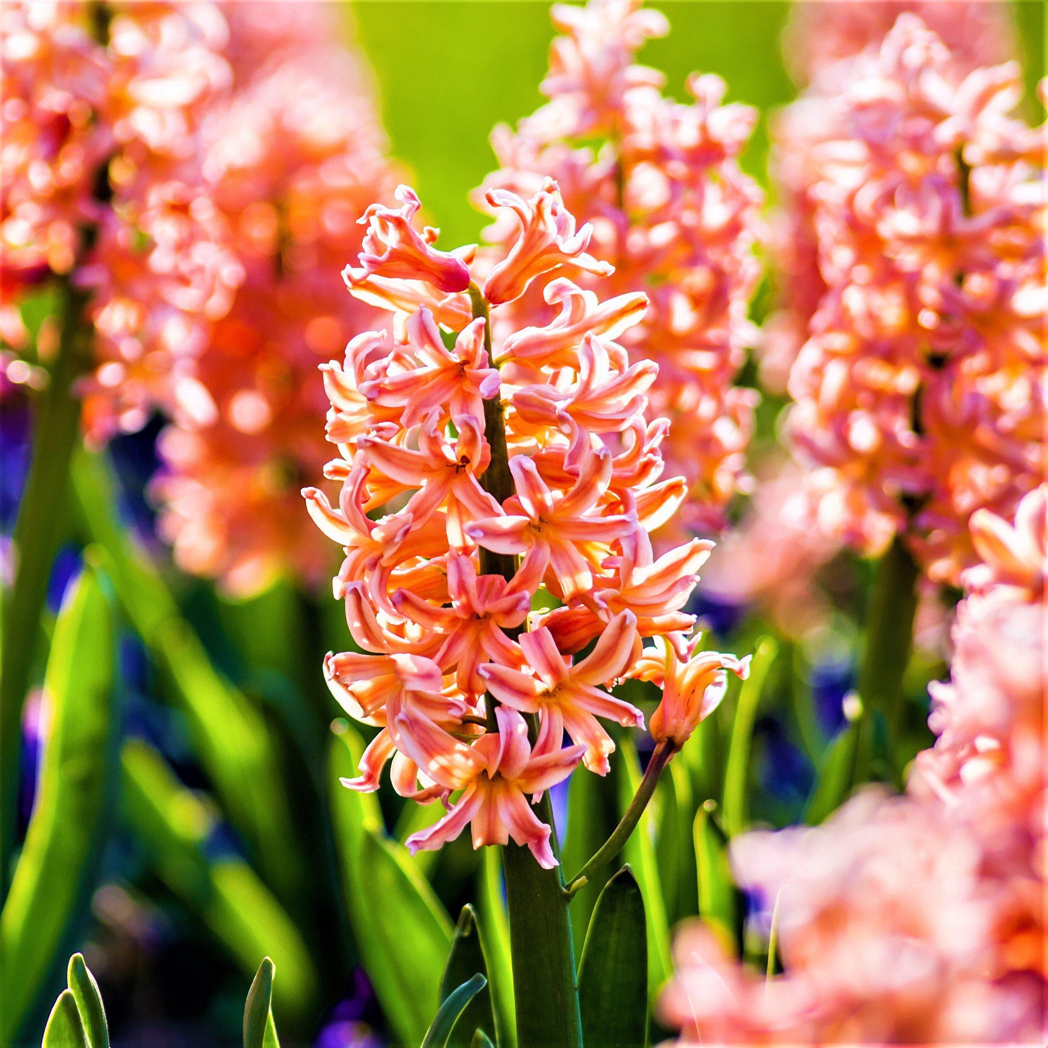 Salmon-Pink Hyacinth Bulbs For Sale Online | Gypsy Queen – Easy To Grow ...
