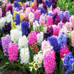 Mixed Color Hyacinth Bulbs For Sale Online | Hyacinth Bulb Mix – Easy ...