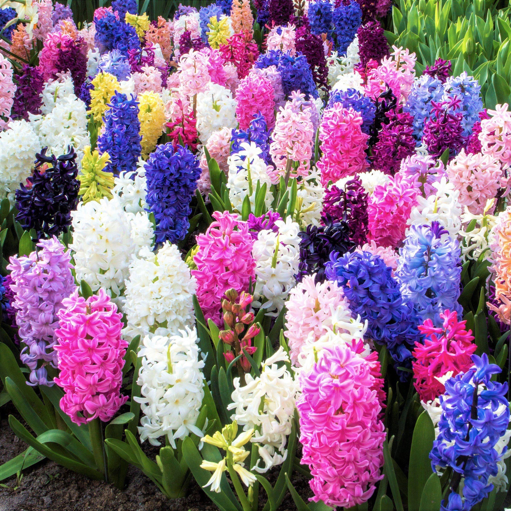 Mixed Color Hyacinth Bulbs For Sale Online | Hyacinth Bulb Mix – Easy ...