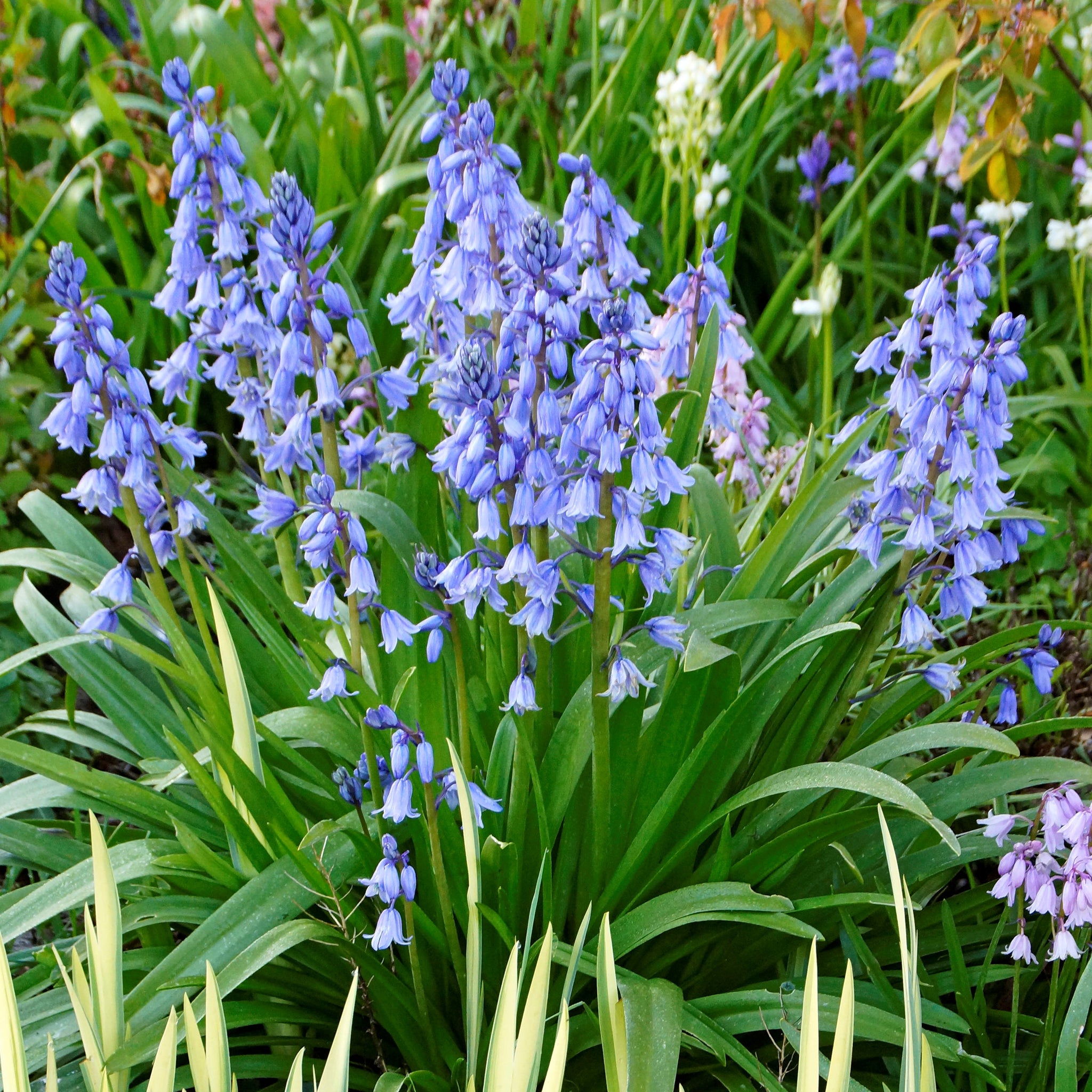 Lovely Clear Blue Spanish Bluebells Bulbs for Sale | Blue – Easy To ...