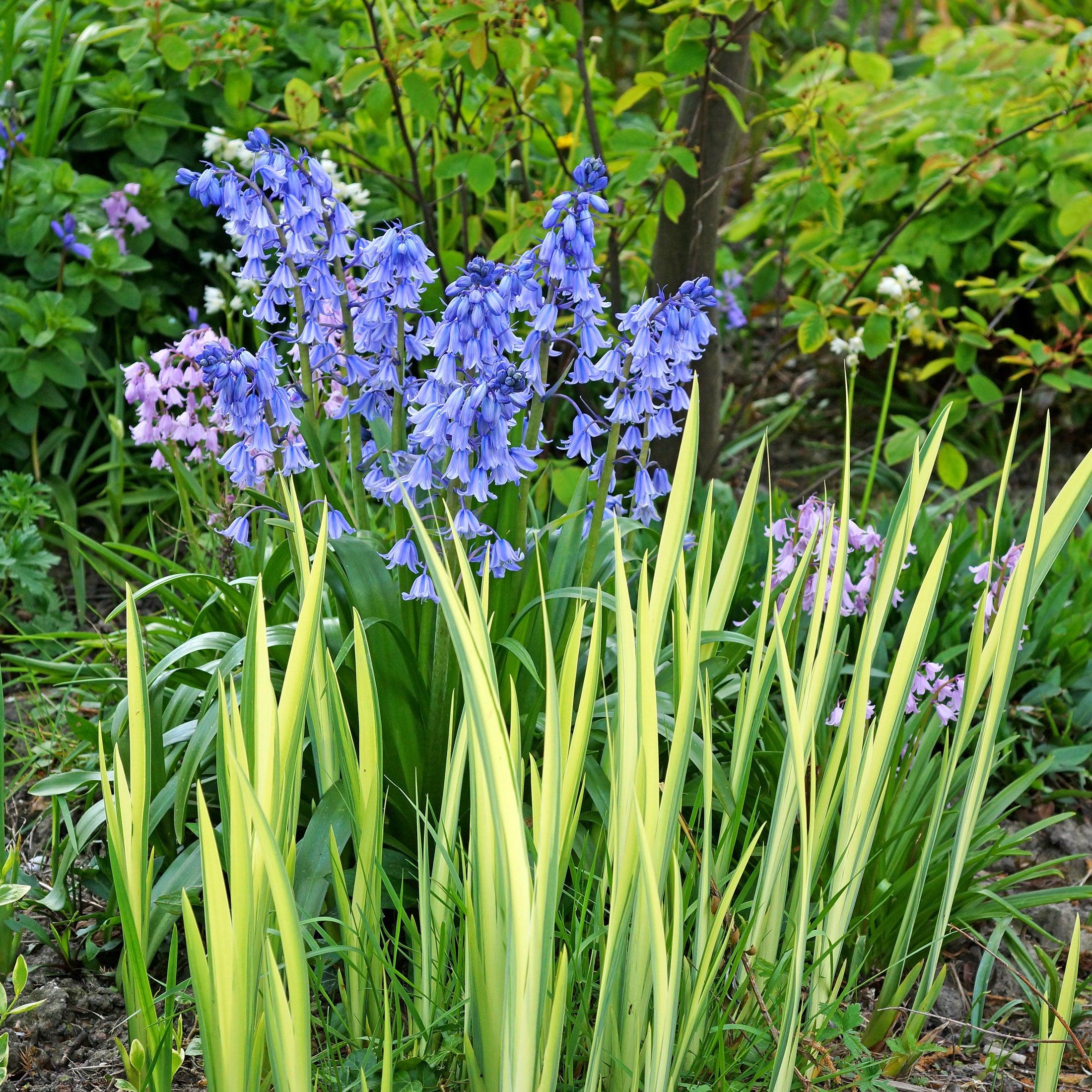 Lovely Clear Blue Spanish Bluebells Bulbs for Sale | Blue – Easy To ...