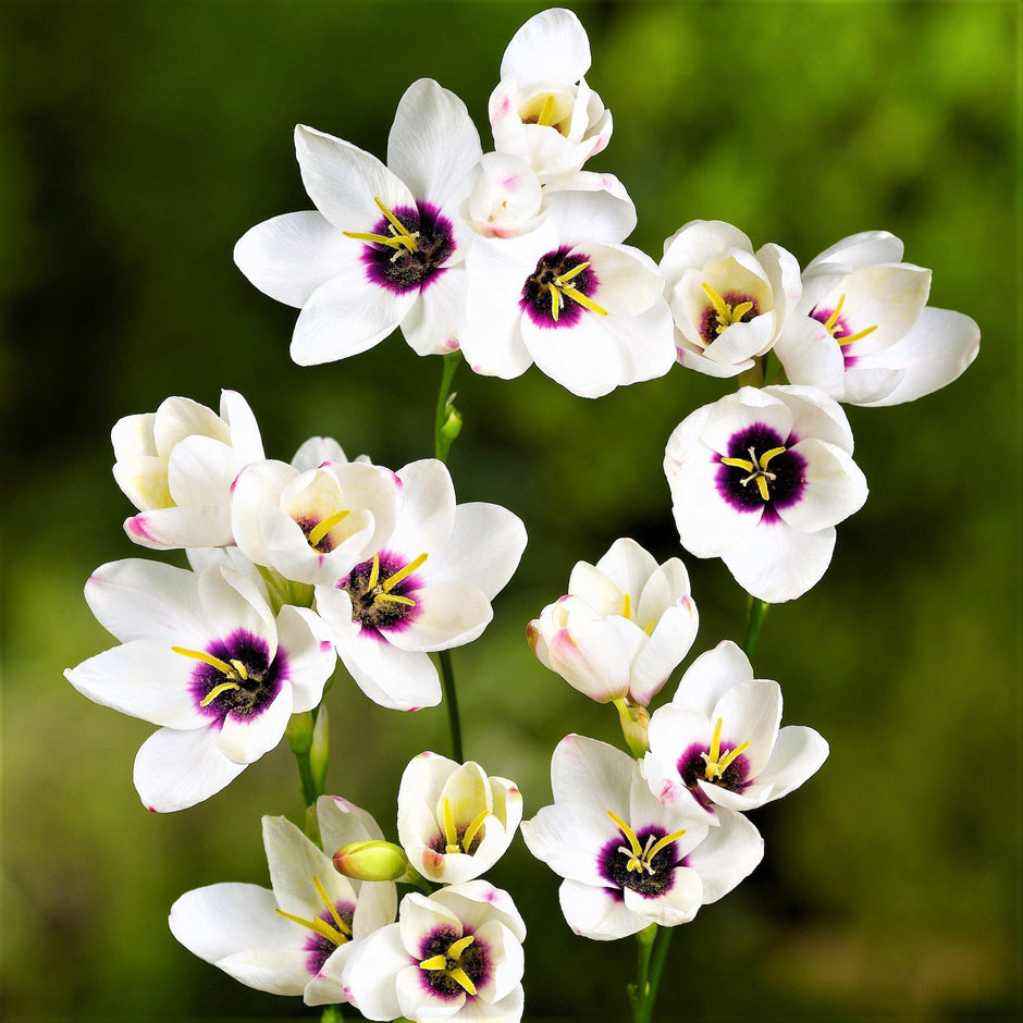 Ixia Planting & Growing Guide - Easy to Grow Bulbs – Easy To Grow Bulbs