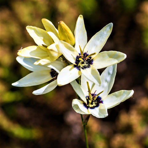 Ixia Planting Guide – Easy To Grow Bulbs