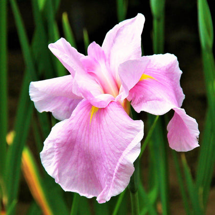 Soft Pink Japanese Iris Bulbs For Sale Online | Pink Lady – Easy To ...