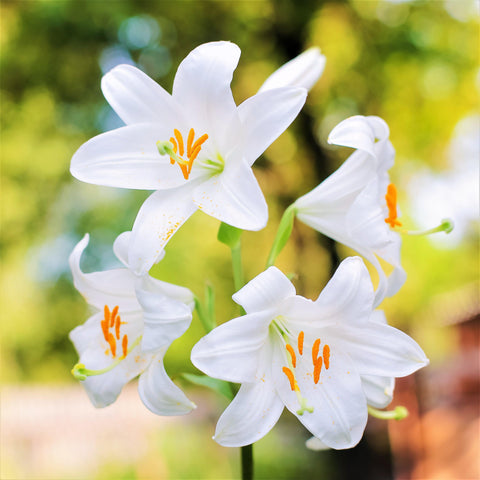 Lilium Planting & Growing Guide - Easy to Grow Bulbs – Easy To Grow Bulbs