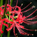 Red Spider Lily Bulbs For Sale | Lycoris Red - Radiata – Easy To Grow Bulbs