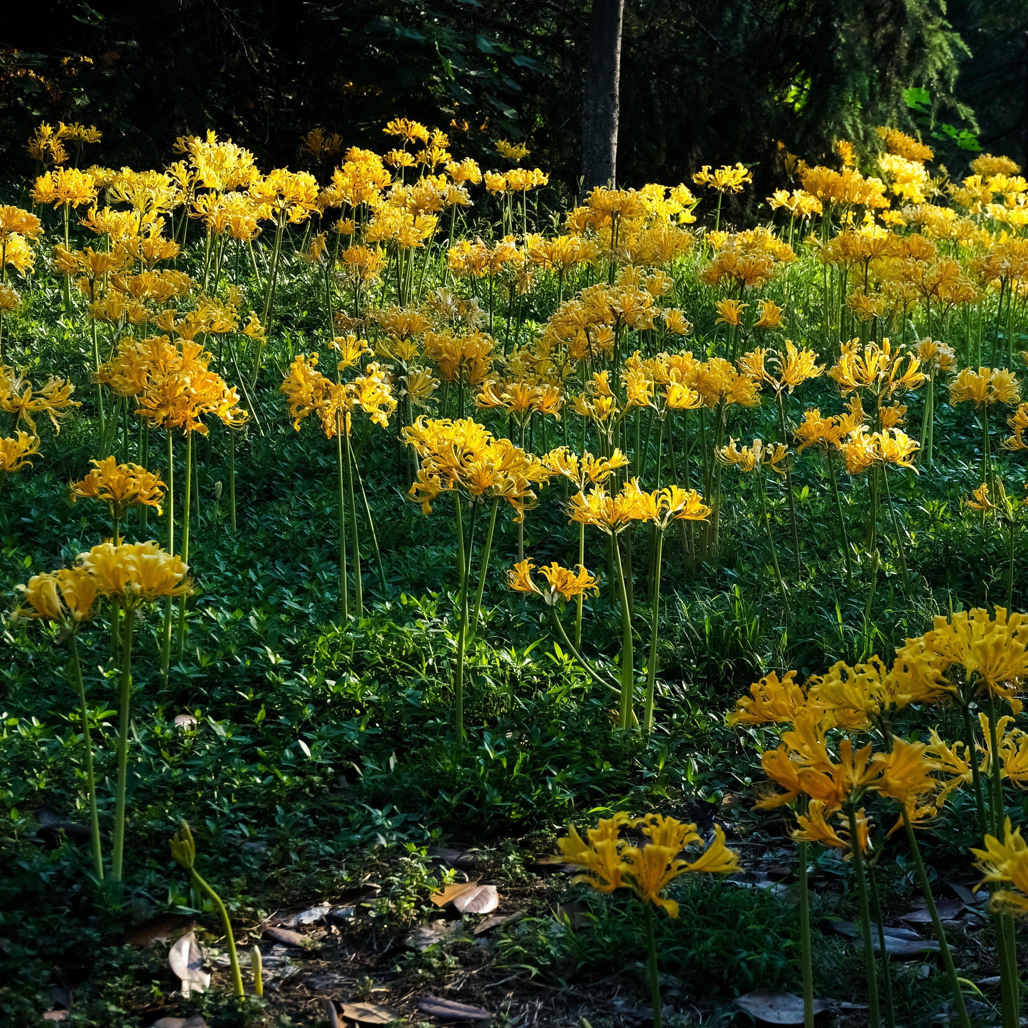 Yellow Spider Lily Bulbs For Sale | Lycoris Yellow - Aurea – Easy To ...