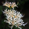 White Spider Lily Plants For Sale | Lycoris White – Albiflora – Easy To ...