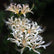 White Spider Lily Plants For Sale | Lycoris White – Albiflora – Easy To ...