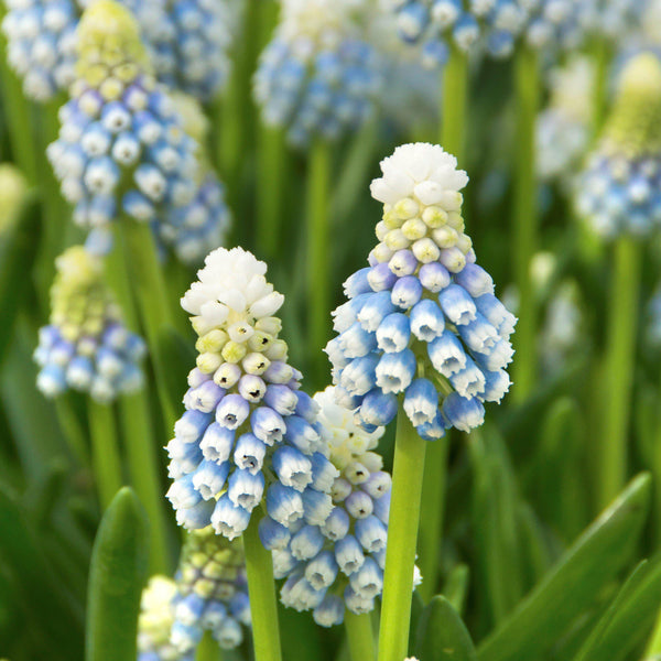 Striking Two-Toned Grape Hyacinth Bulbs for Sale | Mt. Lady – Easy To ...