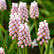 Blushing Grape Hyacinth Bulbs for Sale Online | Pink Surprise – Easy To Grow Bulbs