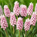 Blushing Grape Hyacinth Bulbs for Sale Online | Pink Surprise – Easy To Grow Bulbs