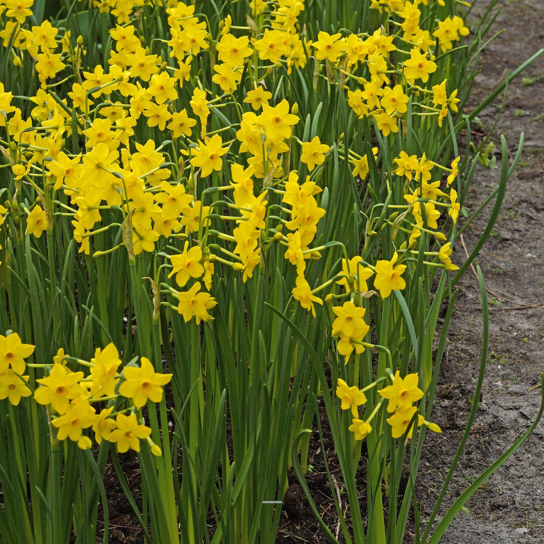 Fragrant Yellow Narcissus Bulbs for Sale Online | Baby Boomer – Easy To ...