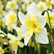 Fragrant Beautiful Narcissus Bulbs for Sale | Bella Estrella – Easy To ...