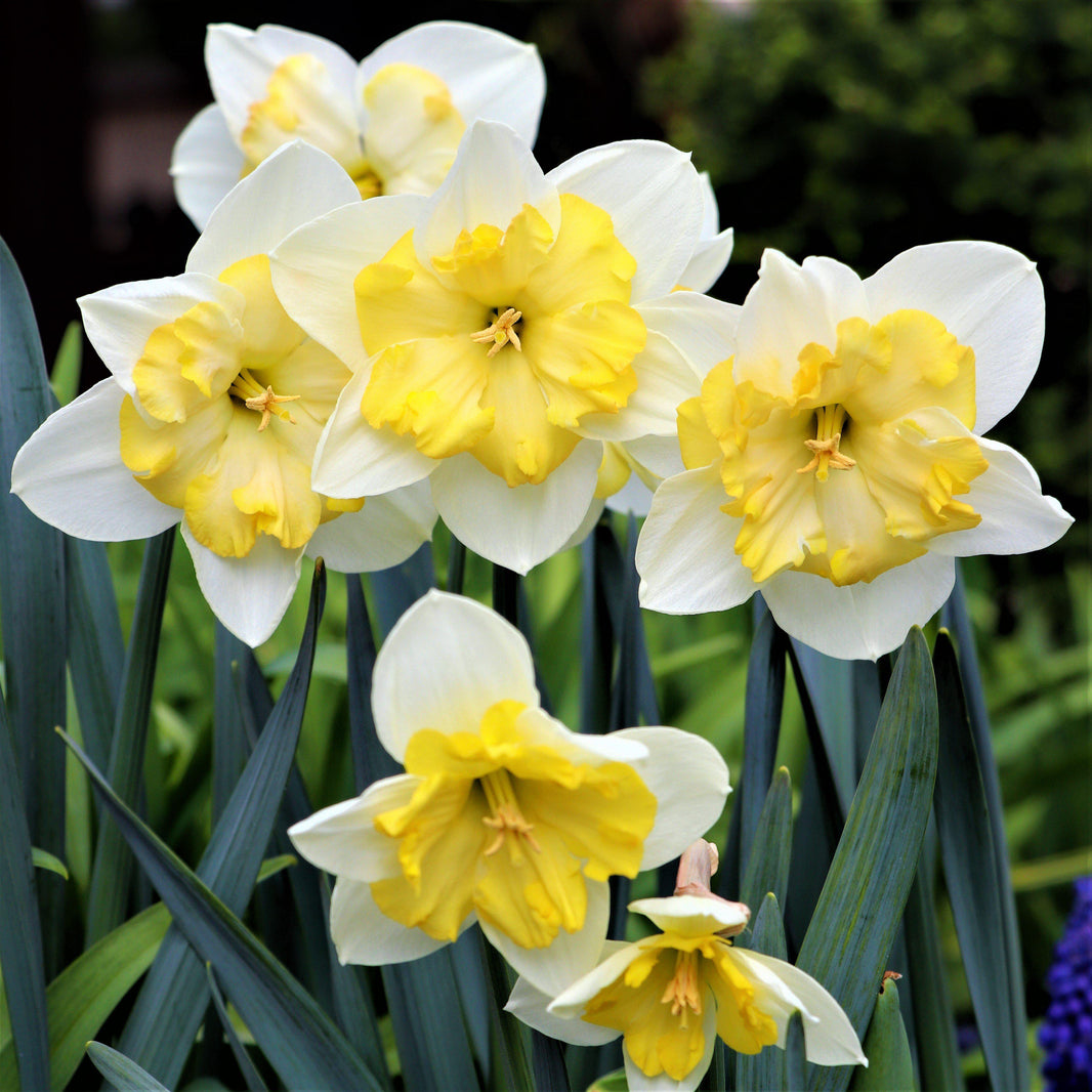 Daffodil Bulbs for Sale Online | Easy to Grow™ – Easy To Grow Bulbs