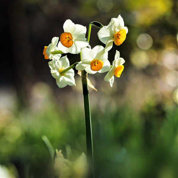 Carefree Narcissus Bulbs for Sale Online | Chinese Sacred Lily – Easy ...