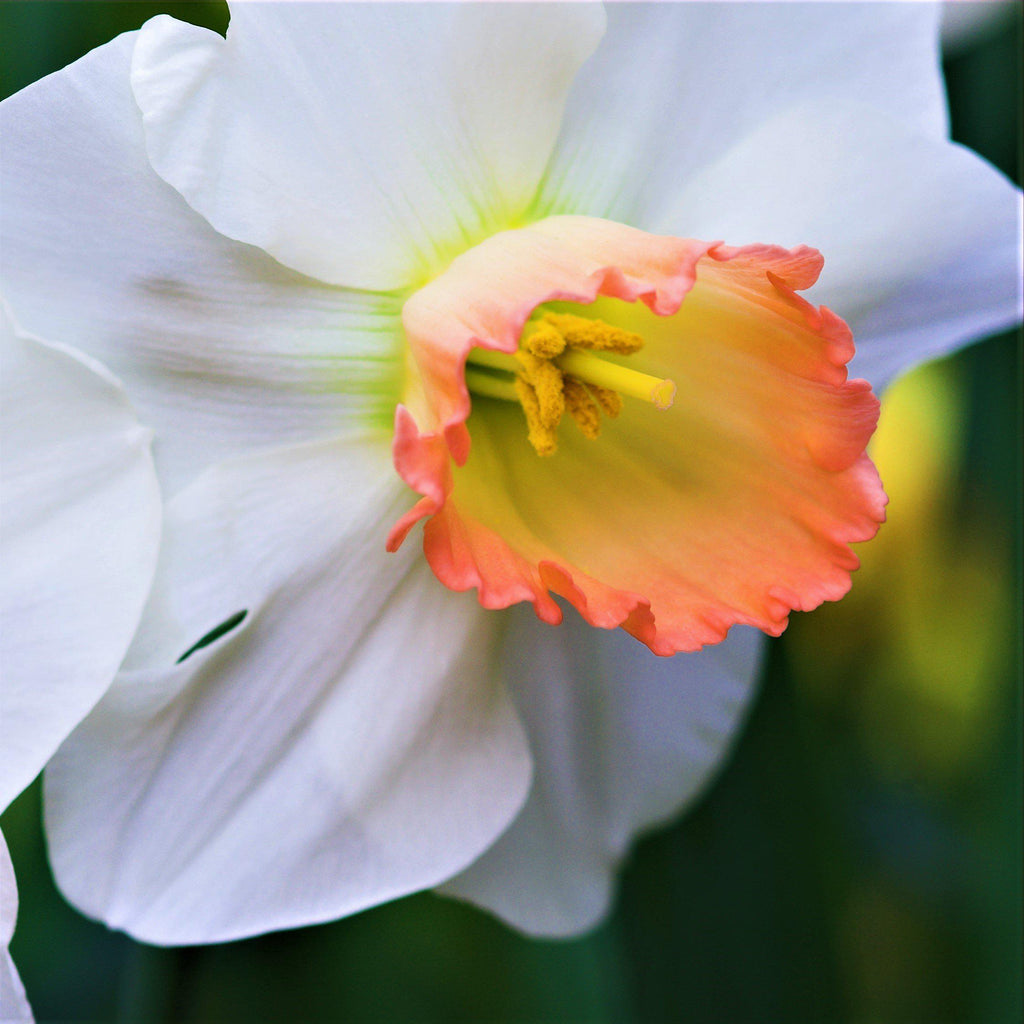 Daffodil Pink Rose