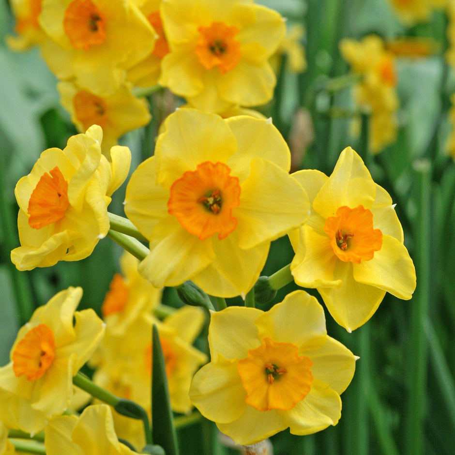 Daffodil Bulbs for Sale Online – Easy To Grow Bulbs