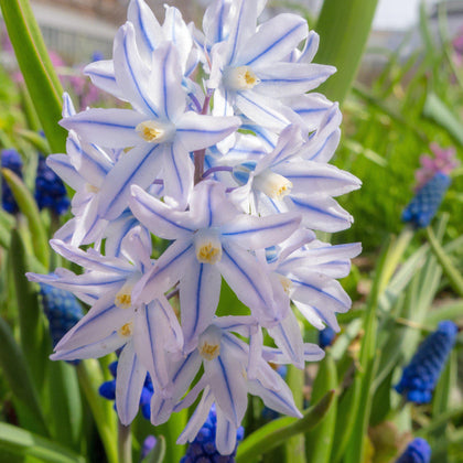 White & Blue Striped Squill Bulbs For Sale Online | Puschkinia – Easy To Grow Bulbs