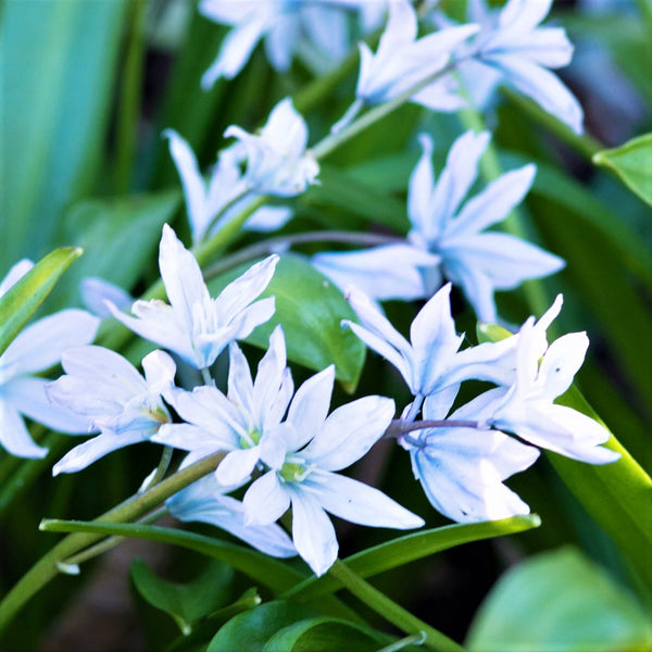 Scilla Planting Guide from Easy to Grow – Easy To Grow Bulbs