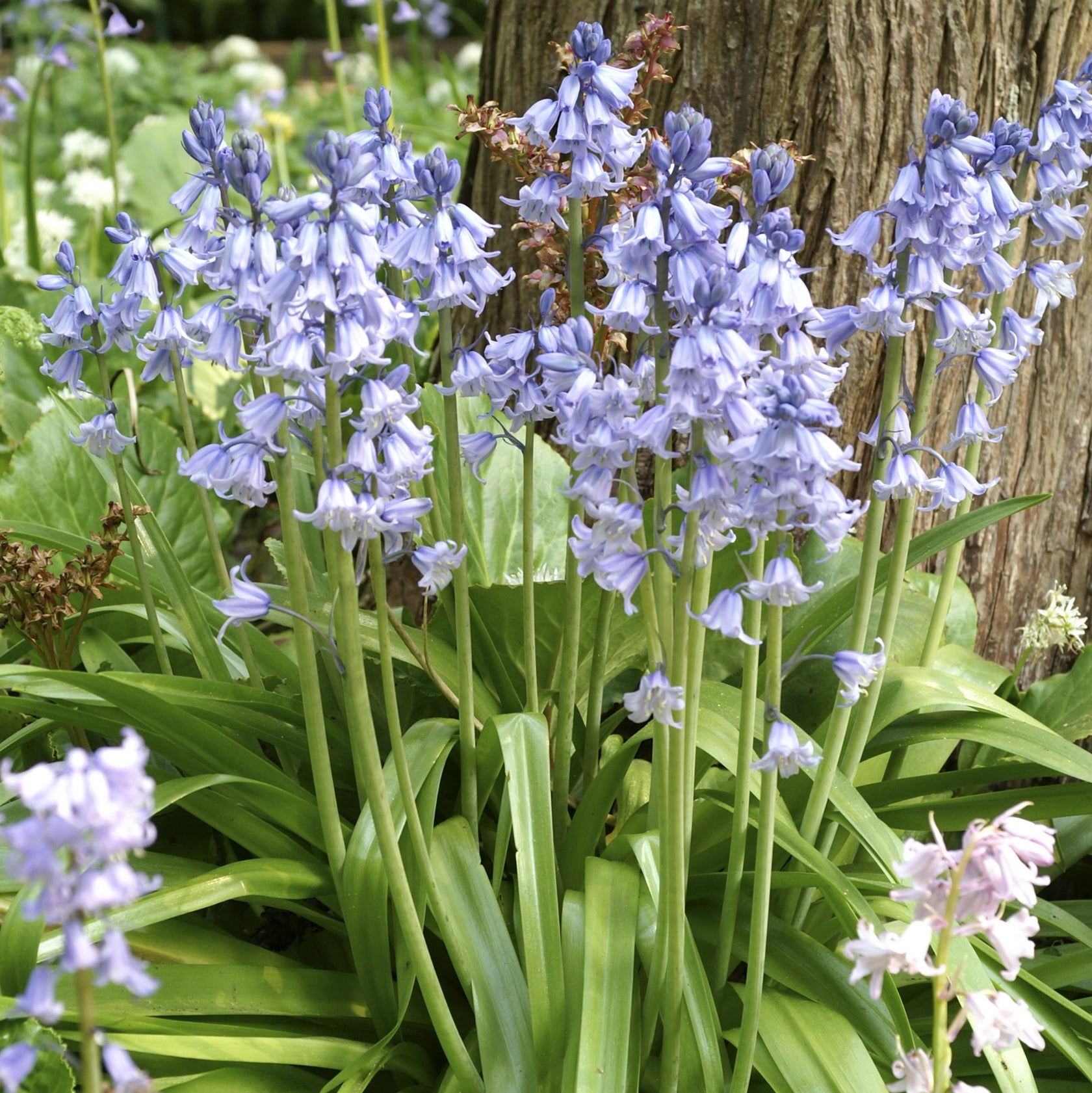 Lovely Clear Blue Spanish Bluebells Bulbs for Sale | Blue – Easy To ...