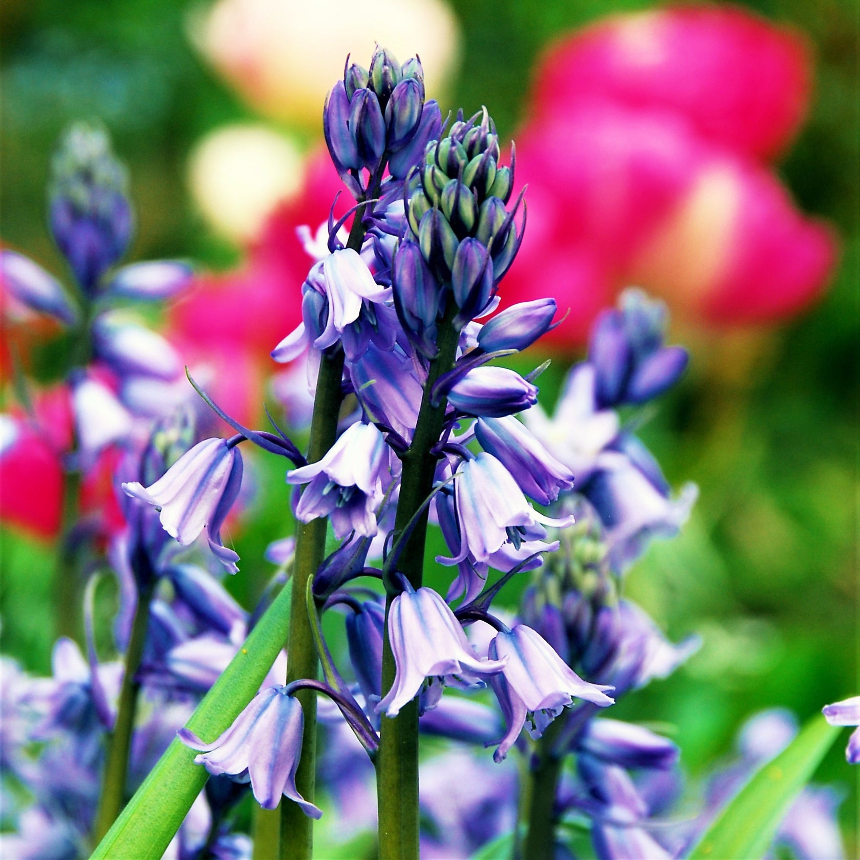 Lovely Clear Blue Spanish Bluebells Bulbs for Sale | Blue – Easy To ...
