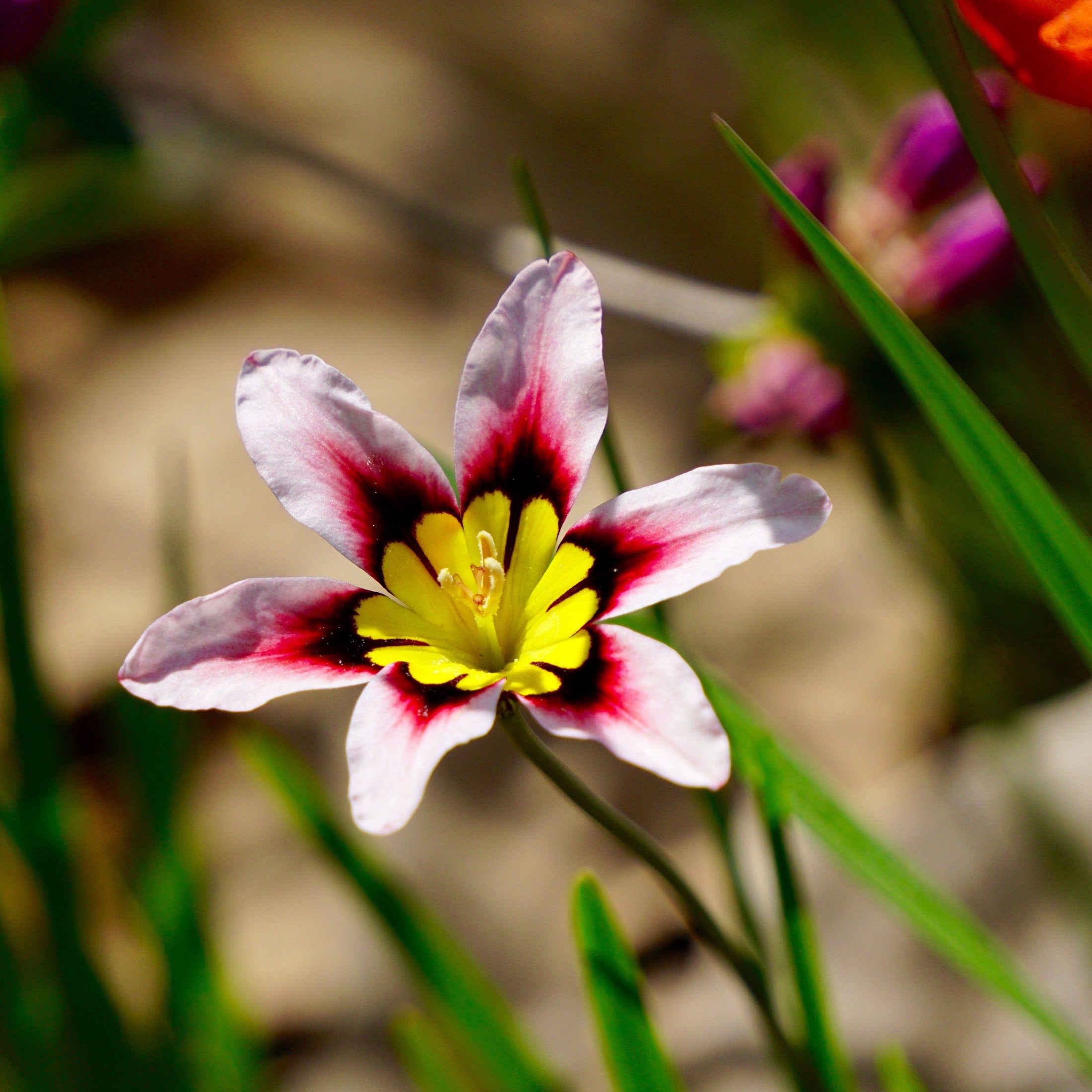 Gorgeous & Vibrant Sparaxis Bulbs for Sale | Big Party Mix – Easy To ...