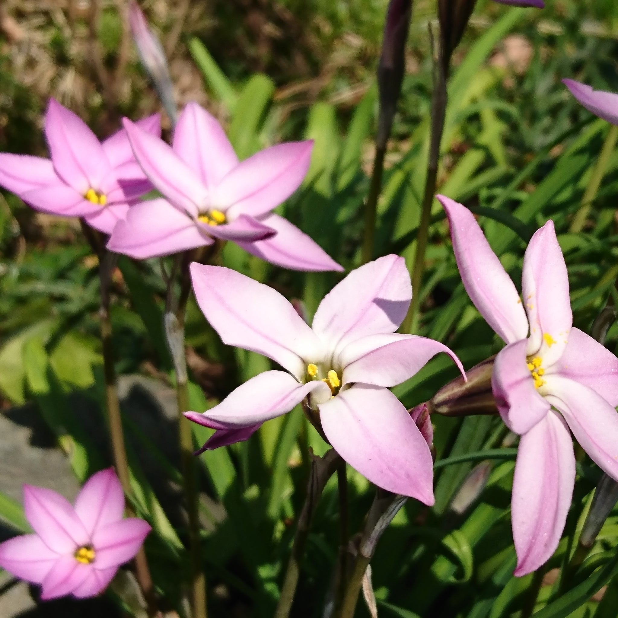 Pretty Pink Starflower Bulbs for Sale Online | Charlotte Bishop – Easy ...