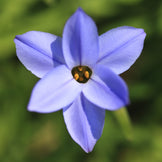 Beautiful Dark Blue Starflower Bulbs for Sale Online | Jesse – Easy To ...