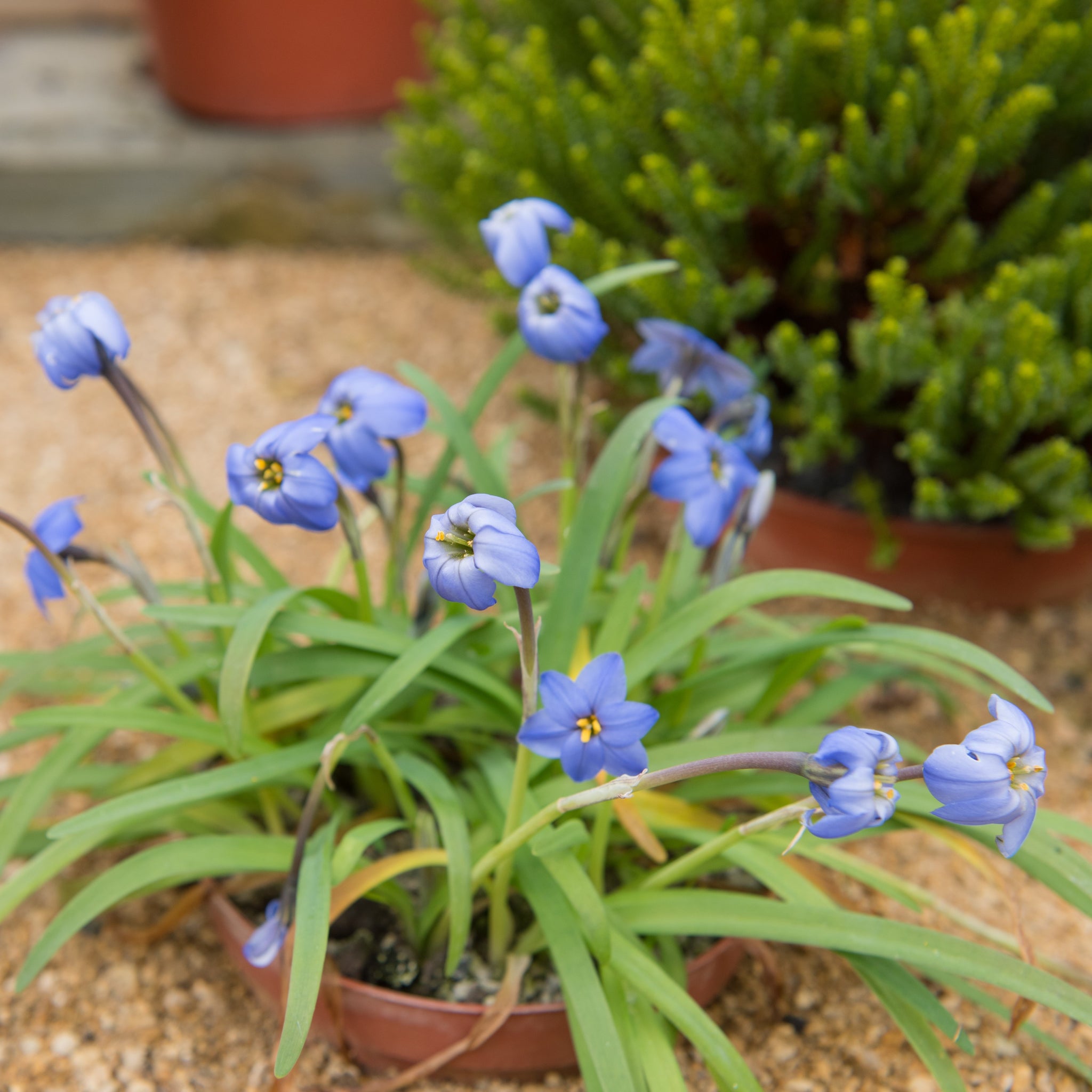 Beautiful Dark Blue Starflower Bulbs for Sale Online | Jesse – Easy To ...
