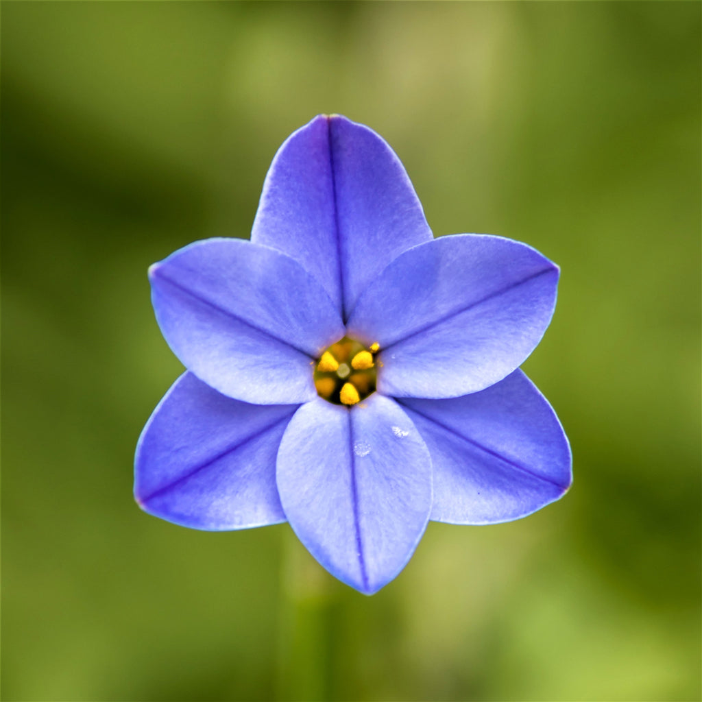 Starflowers (Ipheion) Bulbs for Sale – Easy To Grow Bulbs