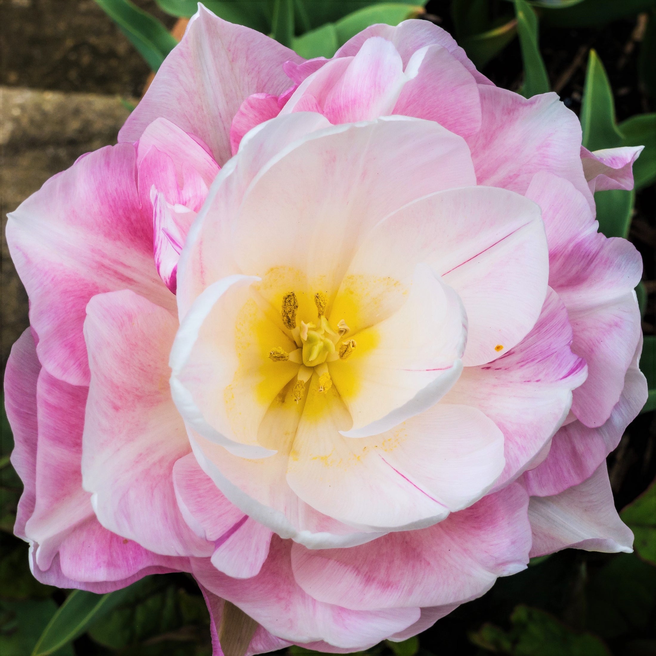 Fragrant Double Rose Tulip Bulbs for Sale Online | Angelique – Easy To ...