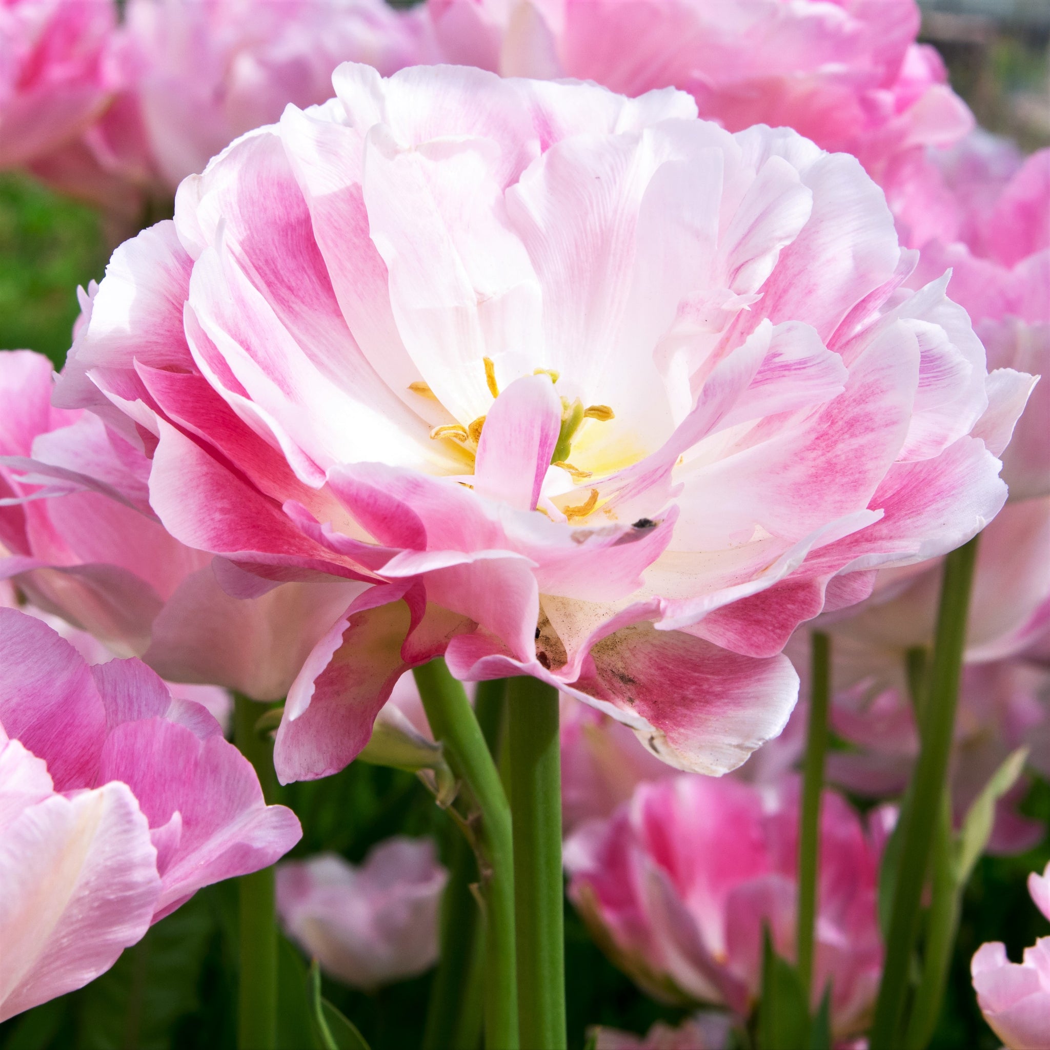 Fragrant Double Rose Tulip Bulbs for Sale Online | Angelique – Easy To ...