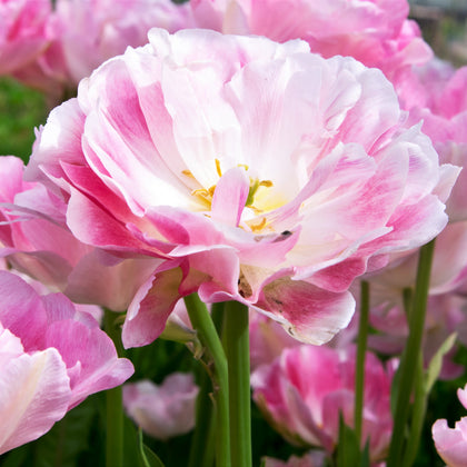 Fragrant Double Rose Tulip Bulbs for Sale Online | Angelique – Easy To ...