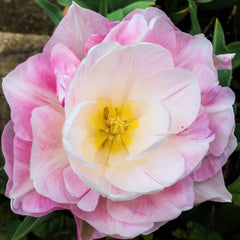 Fragrant Double Rose Tulip Bulbs for Sale Online | Angelique – Easy To ...