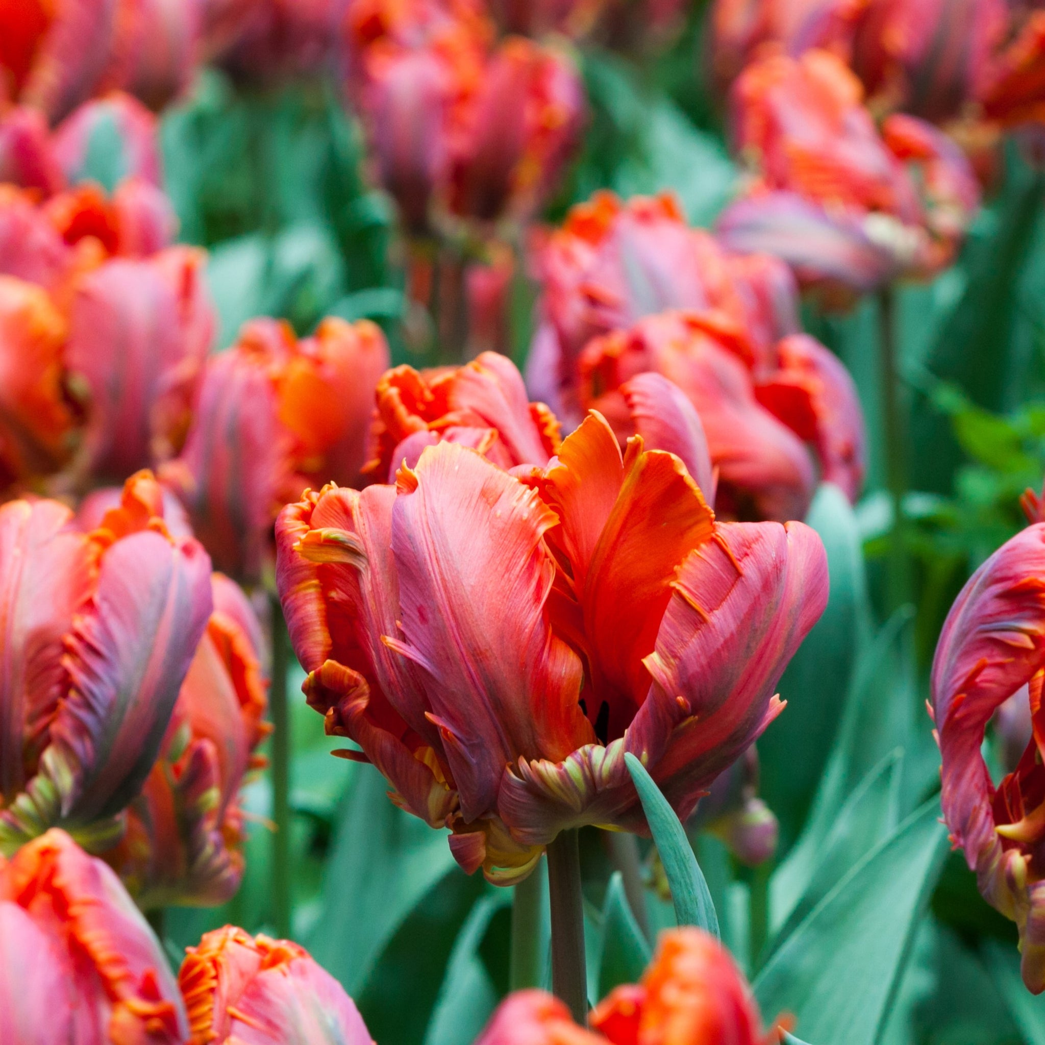 Stunning Mixed Color Tulip Bulbs for Sale Online | Blumex – Easy To ...