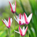 White & Red Tulip Bulbs for Sale Online | Clusiana Lady Jane – Easy To ...