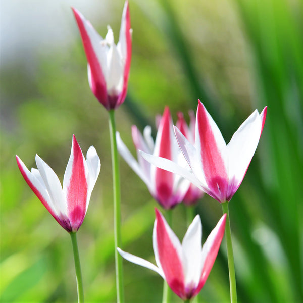White & Red Tulip Bulbs for Sale Online | Clusiana Lady Jane – Easy To ...