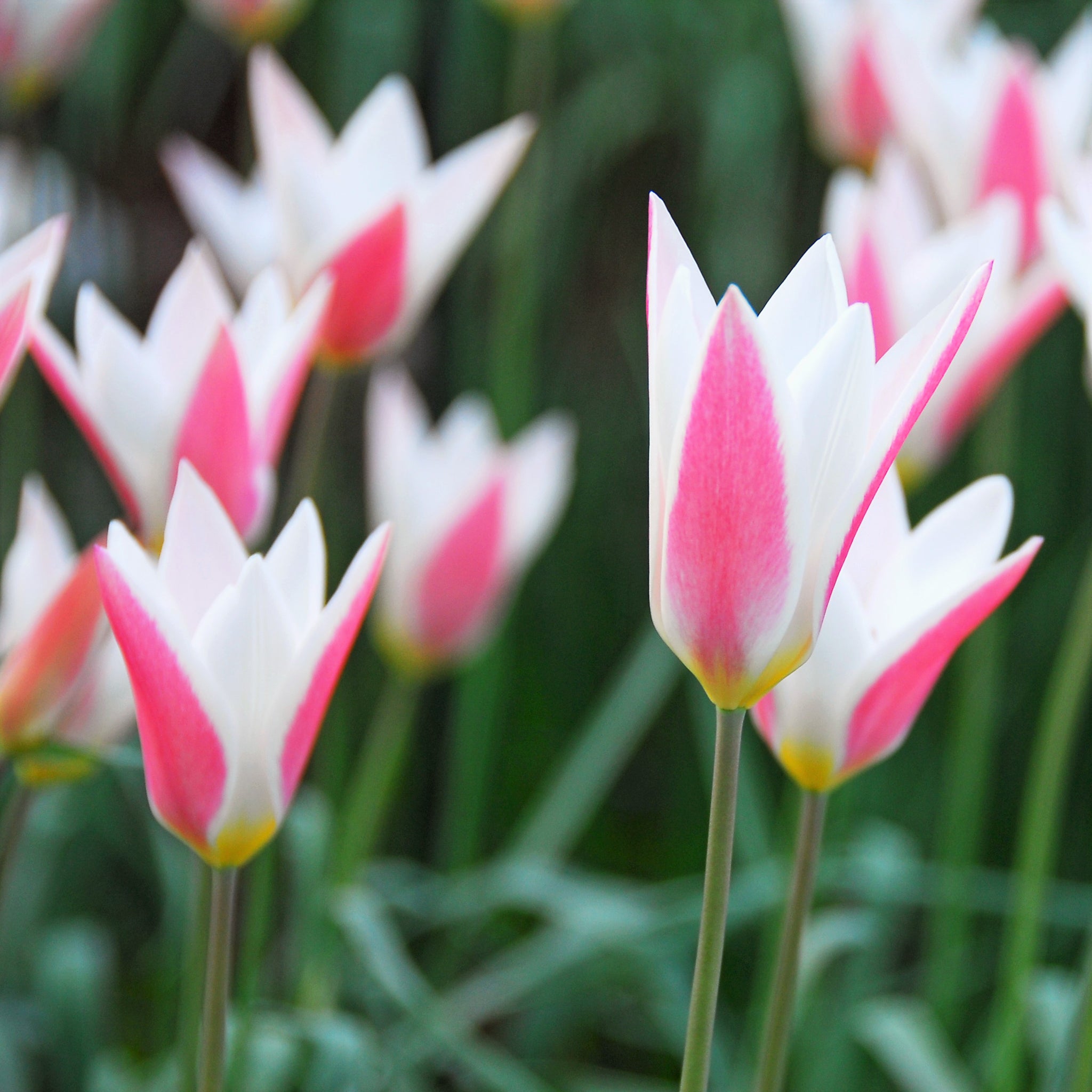 White & Red Tulip Bulbs for Sale Online | Clusiana Lady Jane – Easy To ...