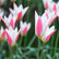 White & Red Tulip Bulbs for Sale Online | Clusiana Lady Jane – Easy To ...