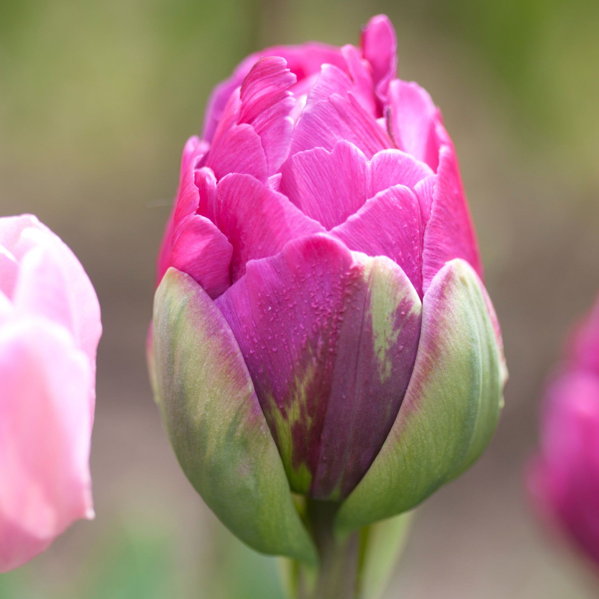 Rich Dark Purple Tulip Bulbs for Sale Online | Double Negrita – Easy To ...