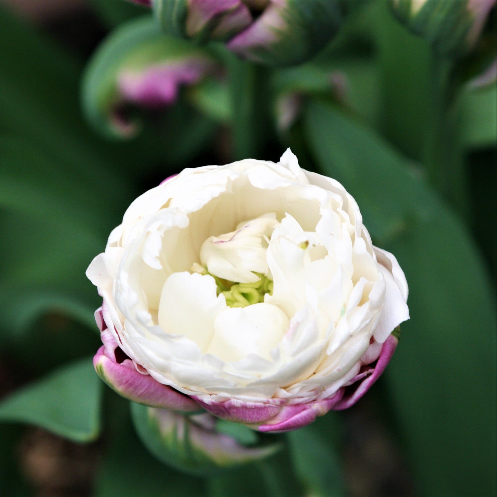 Lovely Multi-Colored Tulip Bulbs for Sale Online | Ice Cream – Easy To ...