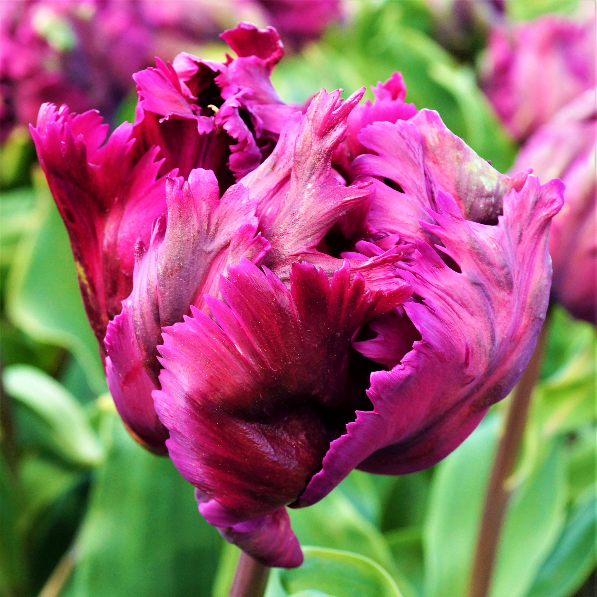 Bold Maroon & Pink Tulip Bulbs for Sale Online | Negrita Parrot – Easy ...