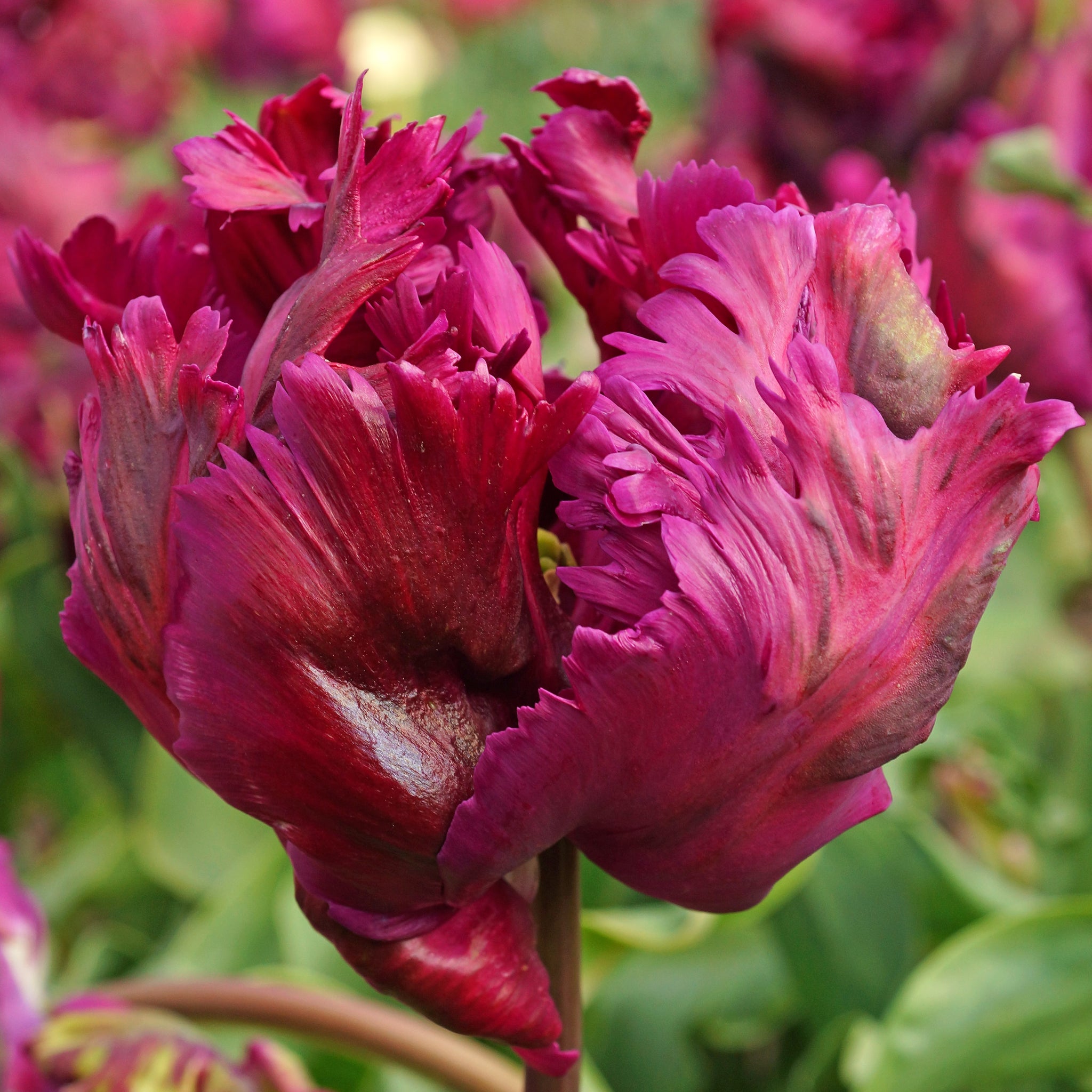 Bold Maroon & Pink Tulip Bulbs for Sale Online | Negrita Parrot – Easy ...